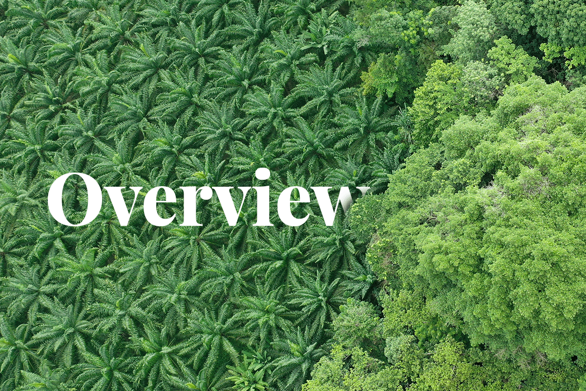 The impact of deforestation on Ivory Coast: an overview