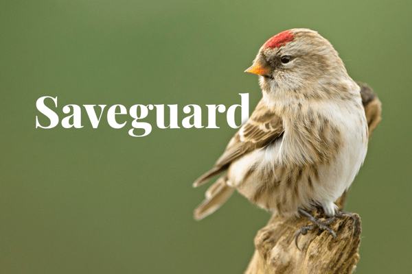 The value of commonness in conservation efforts