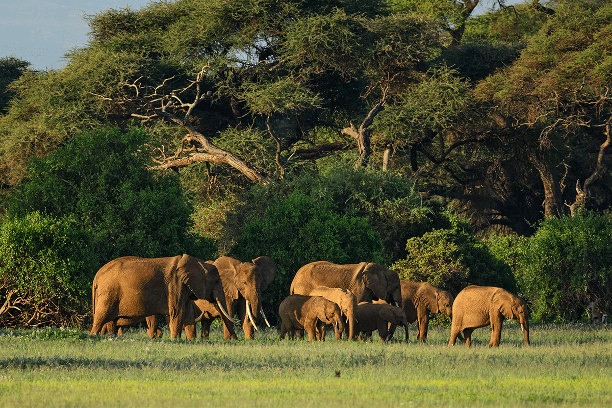 Ivory Coast's biodiversity: A rich and diverse ecosystem