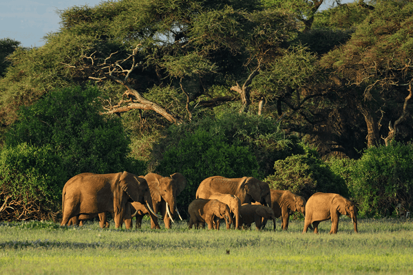 Ivory Coast's biodiversity: A rich and diverse ecosystem