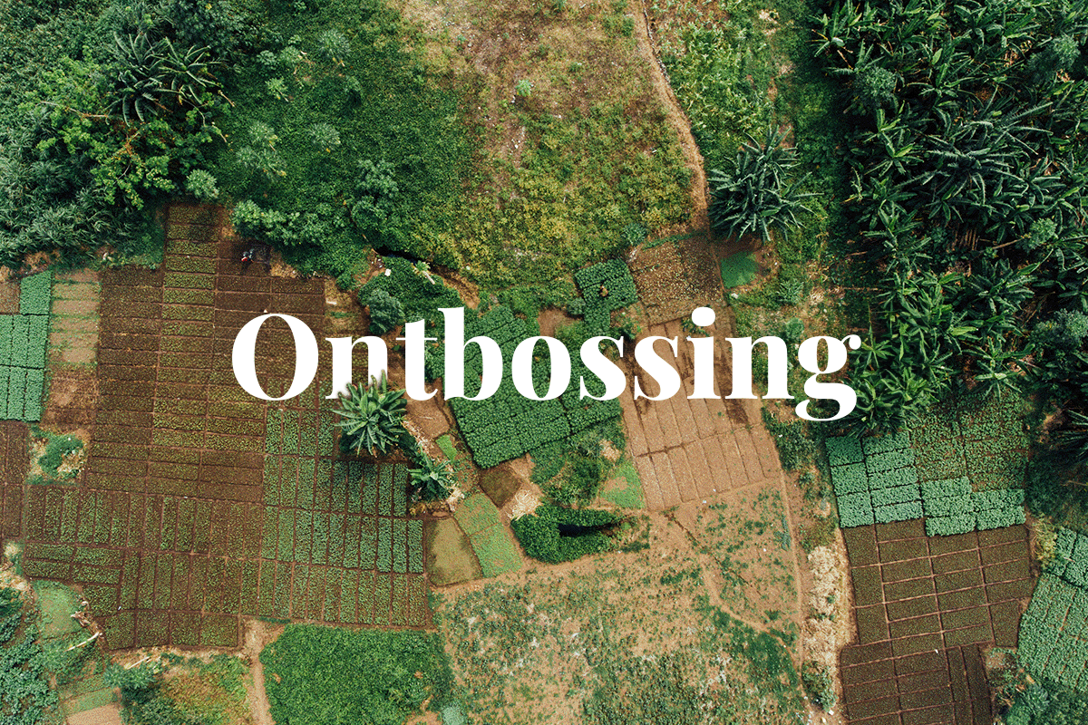 Ontbossing in Nigeria: natuur herstellen met CO₂-projecten