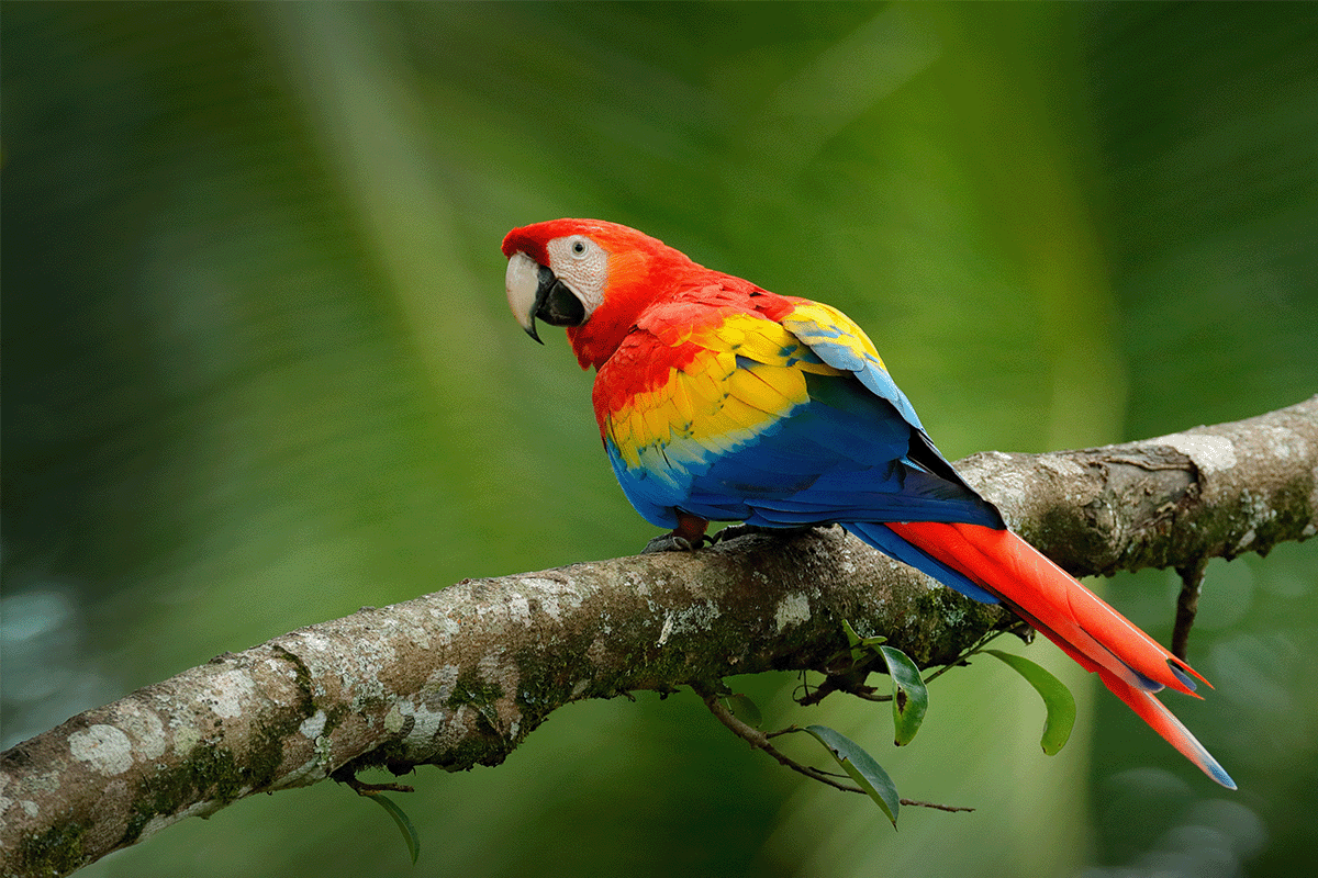 The effects of deforestation on wildlife in Honduras