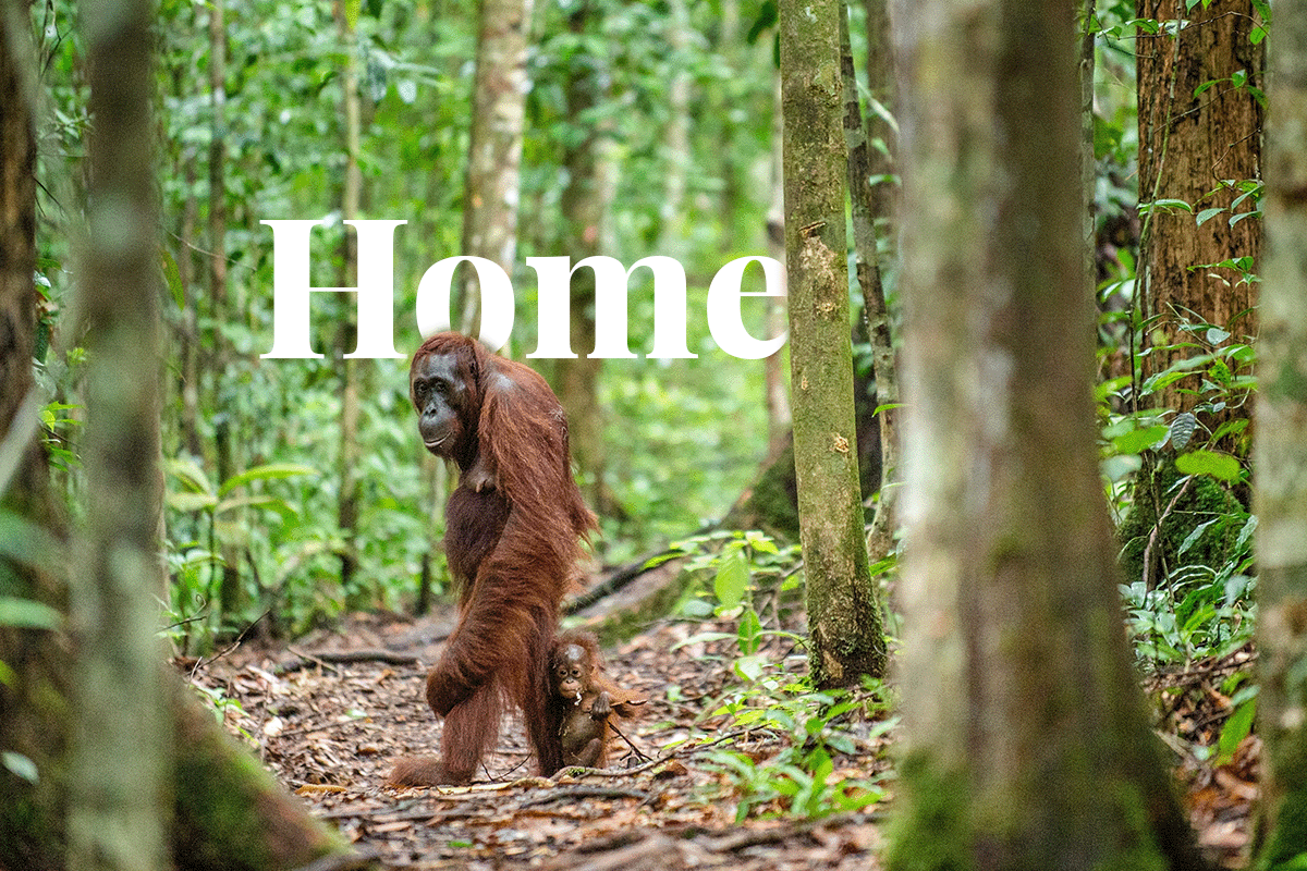 Deforestation in Indonesia and its impact on the environment