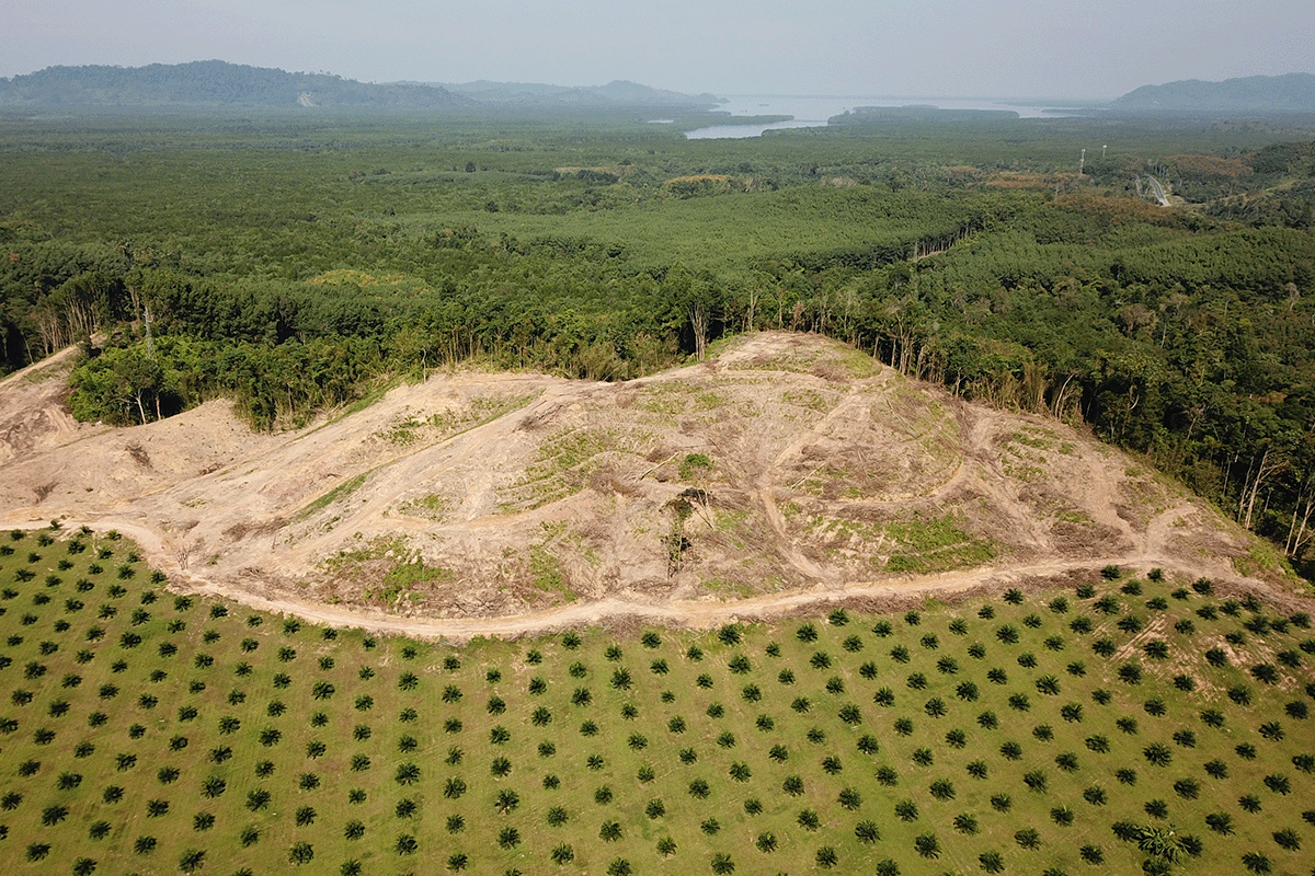Deforestation in Indonesia and its impact on the environment