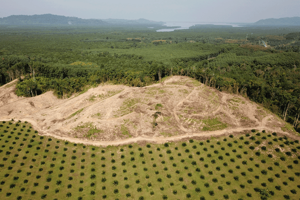 Deforestation in Indonesia and its impact on the environment