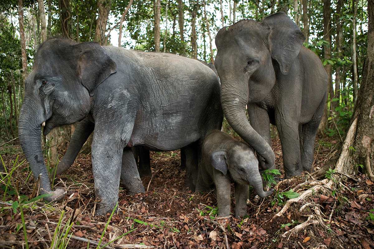 Deforestation in Indonesia and its impact on the environment