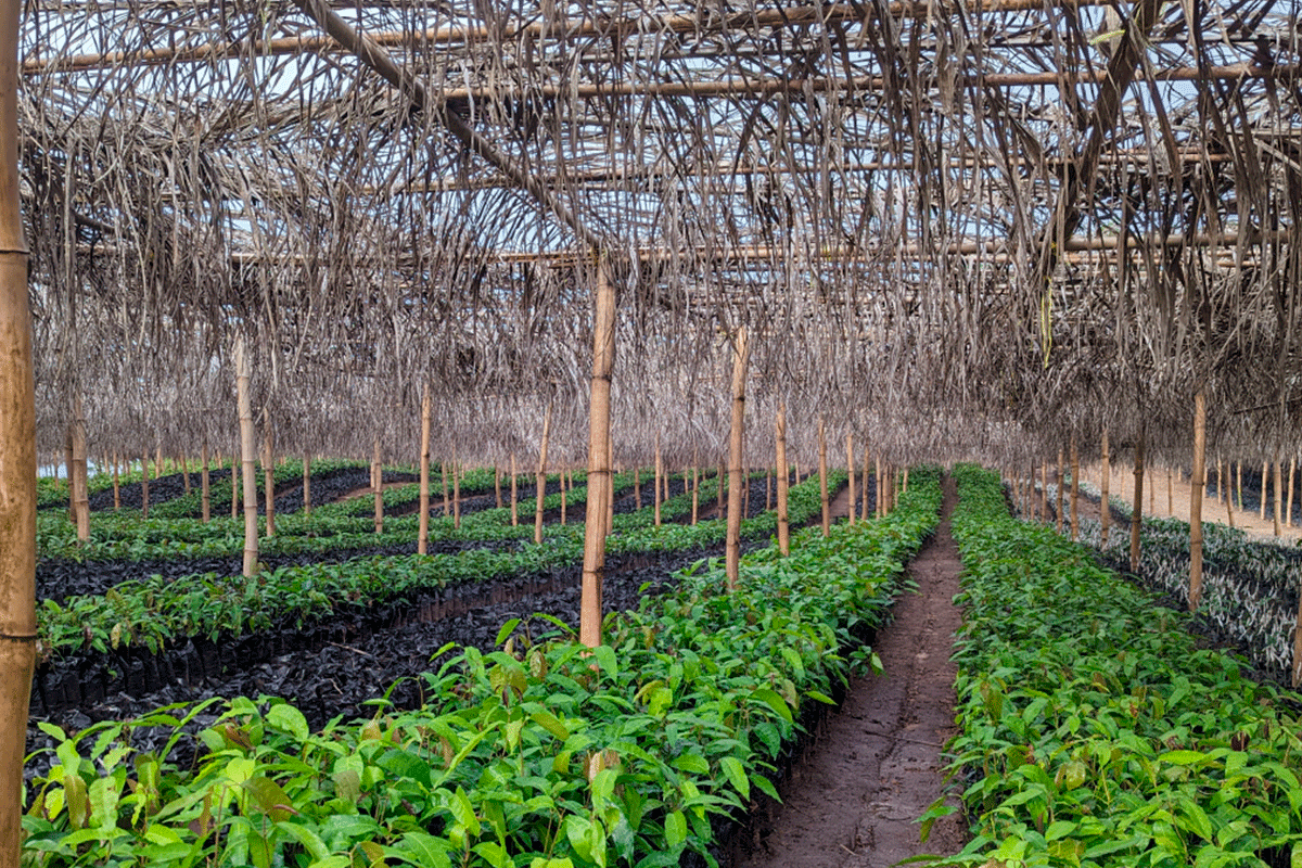 Reforestation And Afforestation Projects Around The World Success Stories And Lessons Learned