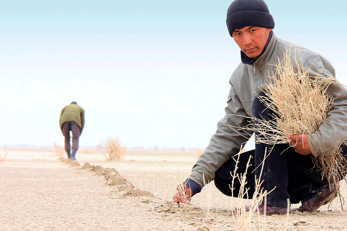 Reforestation and afforestation projects around the world: success ...