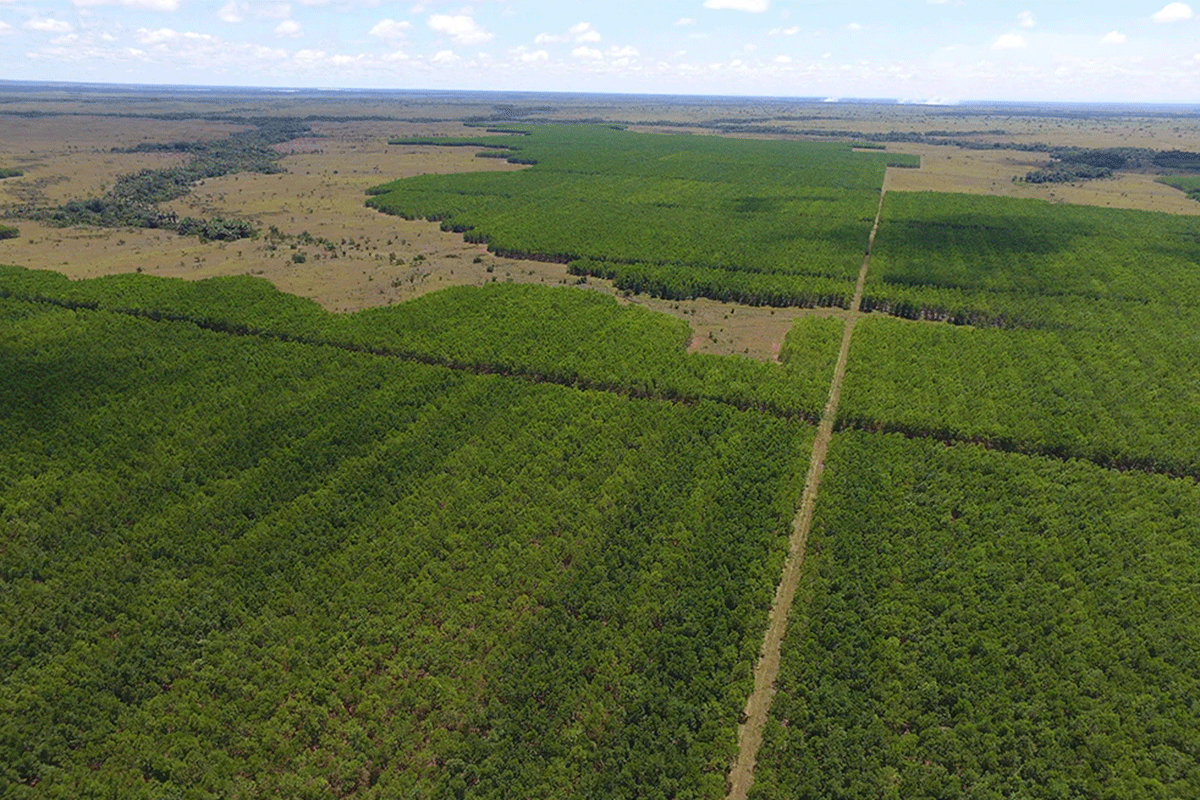 Reforestation and afforestation projects around the world: success stories and lessons learned