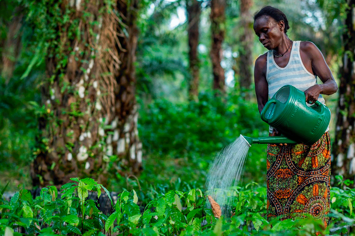 Reforestation and afforestation projects around the world: success ...