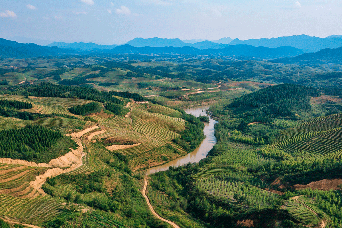 Reforestation and afforestation projects around the world: success ...