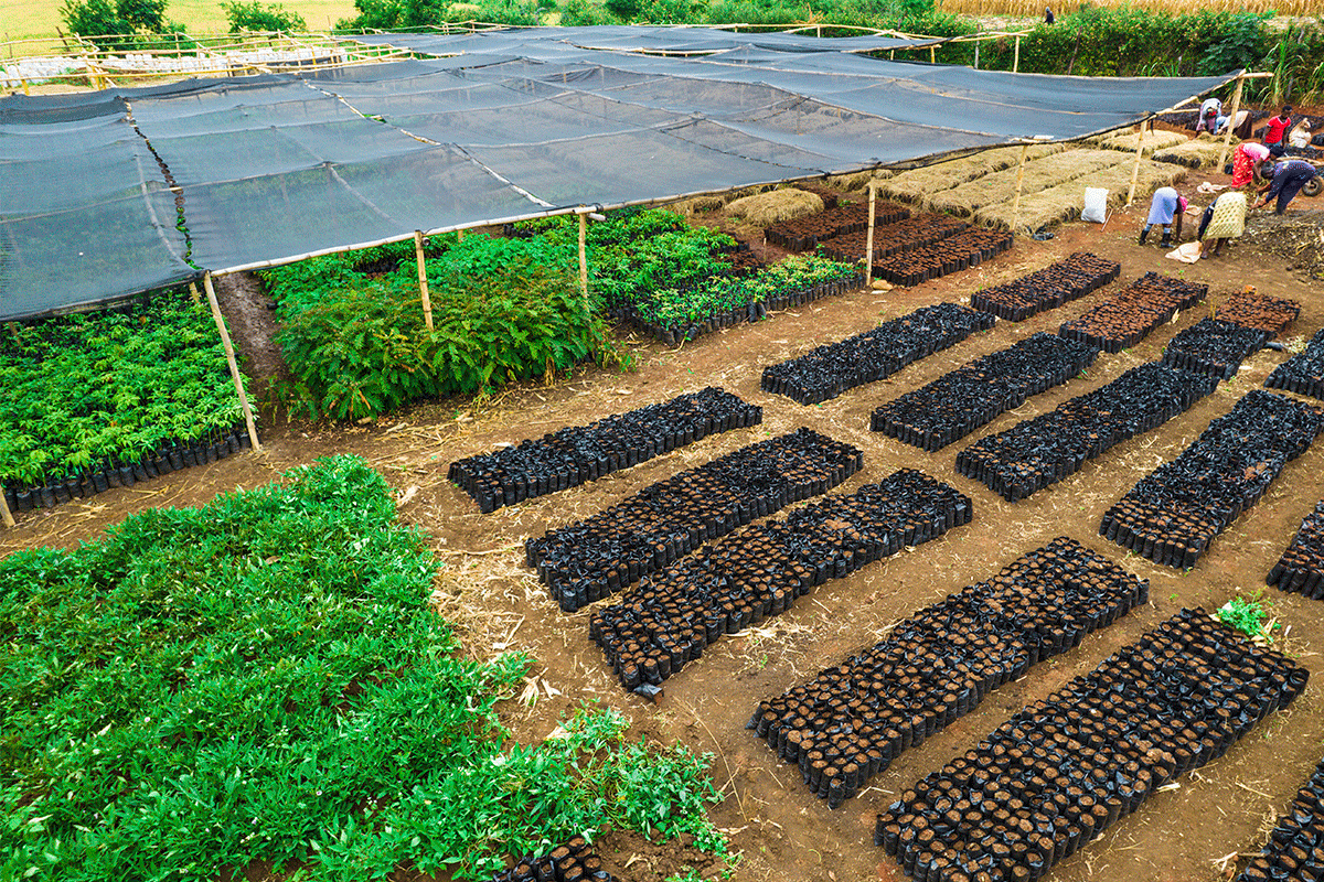 Reforestation and afforestation projects around the world: success ...