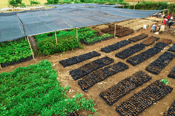 Reforestation and afforestation projects around the world: success ...