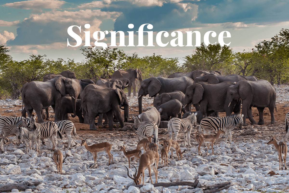 10 Vital ecosystem services: sustaining life on Earth