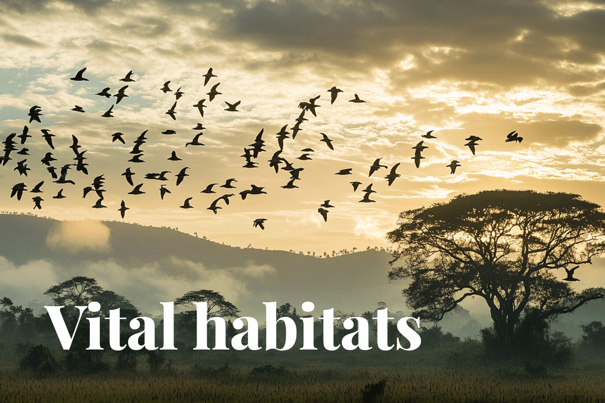 The vital role of reforestation in bird migration