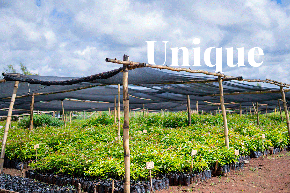 What makes DGB’s reforestation projects unique?