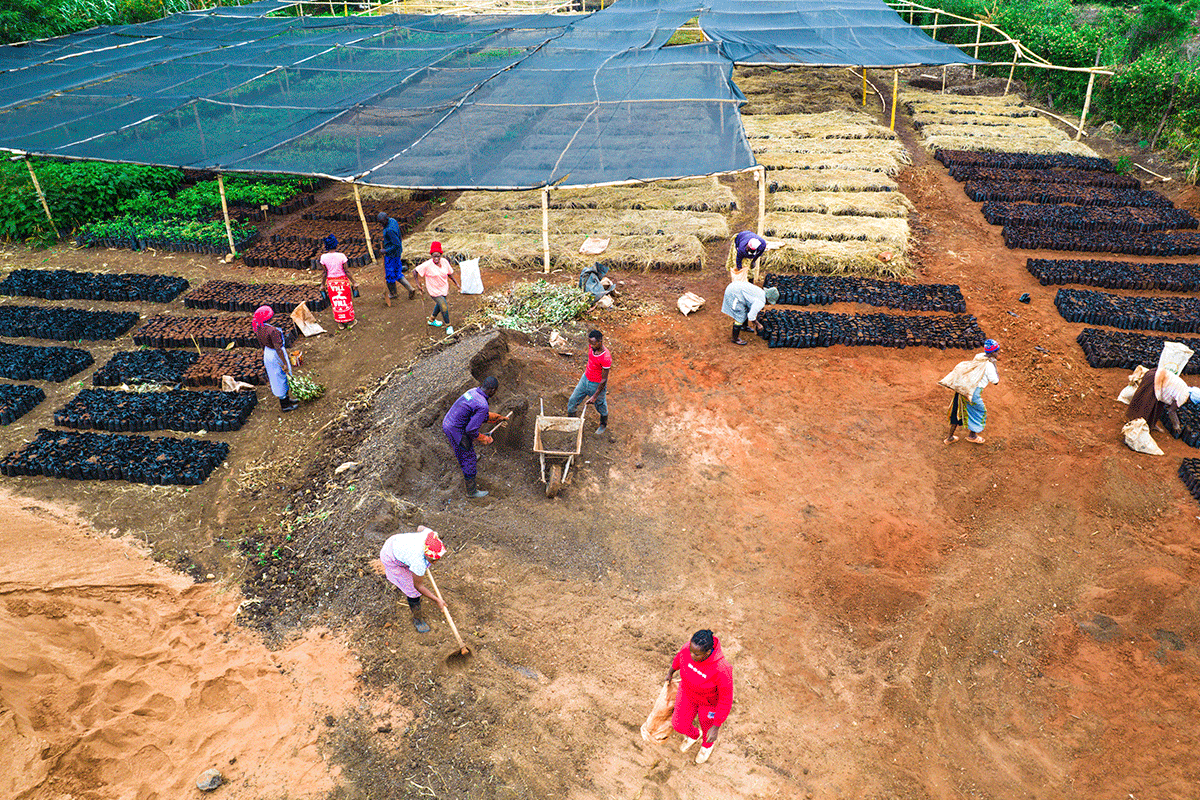 What makes DGB’s reforestation projects unique?