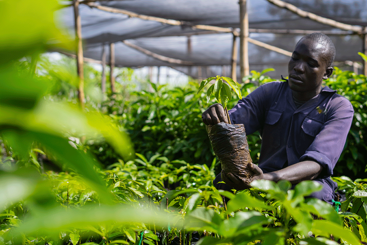 What makes DGB’s reforestation projects unique?