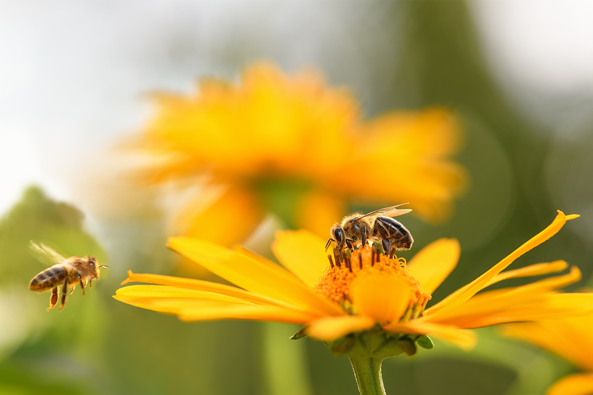 7 Strategies for protecting wildlife