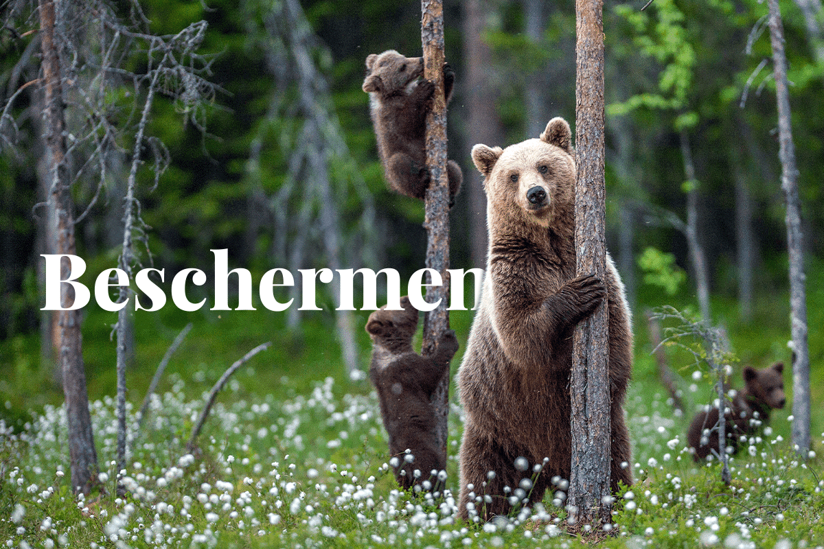 7 strategieën voor het beschermen van het dierenrijk