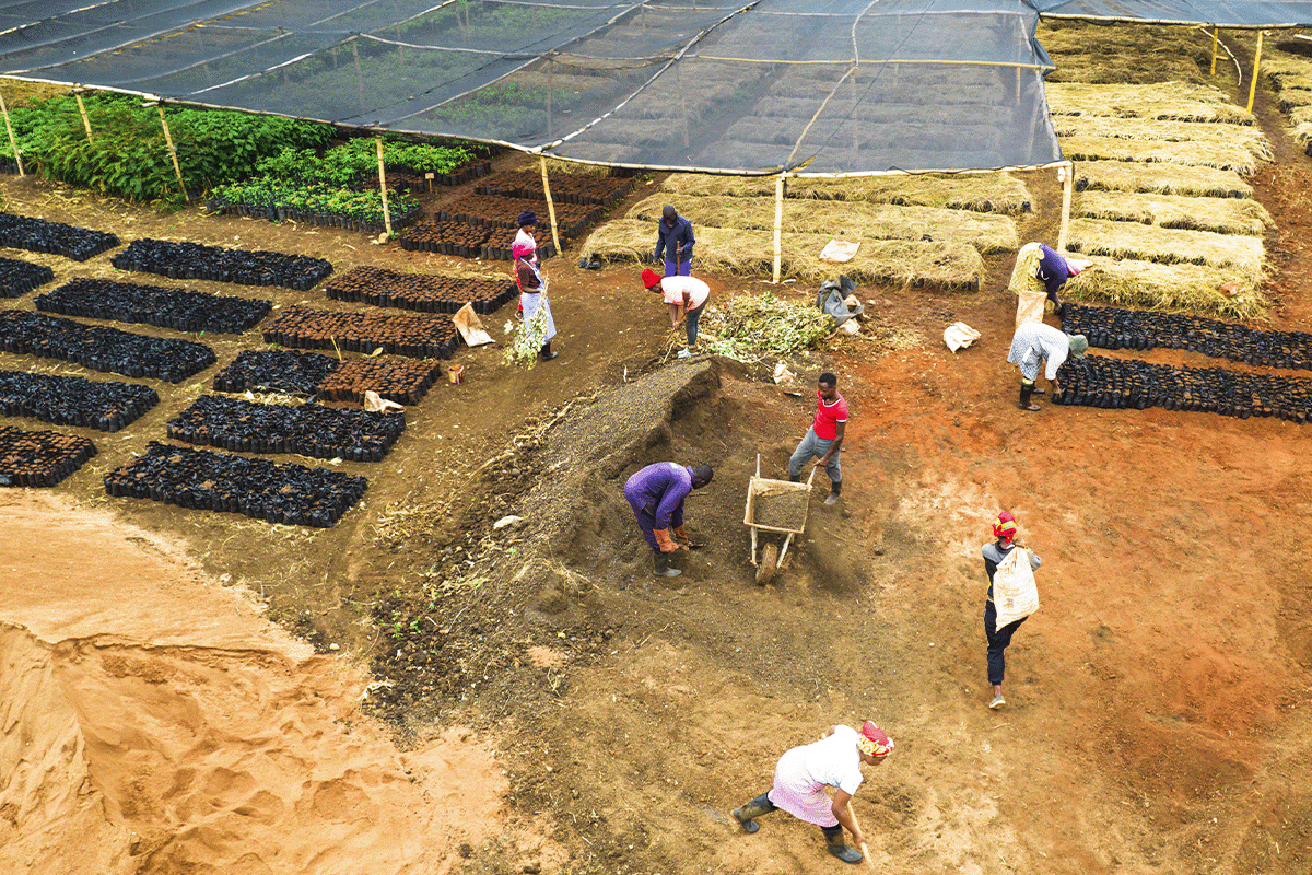 Ultimate guide to Africa’s 47 afforestation and reforestation projects