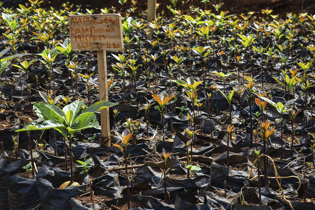 Ultimate guide to Africa’s 47 afforestation and reforestation projects