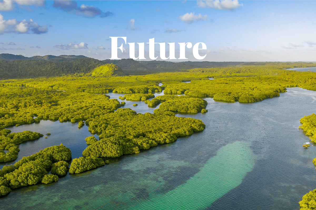 AmazonFACE: A groundbreaking experiment to test the future of the ...