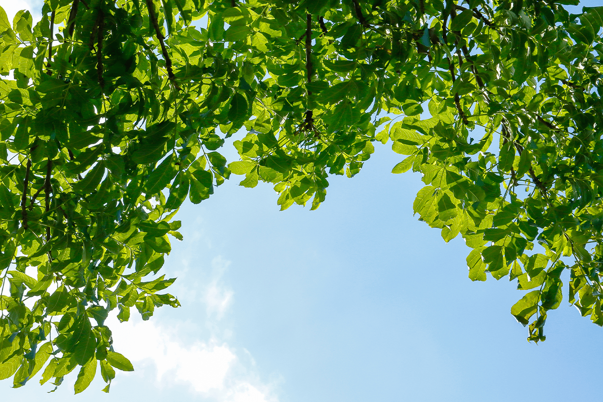 Arbor Day: celebrating the many powers of trees