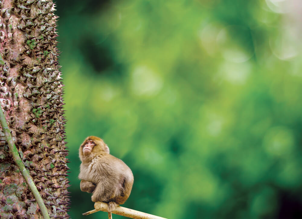 Top 10 dangerous (and sometimes deadly!) trees