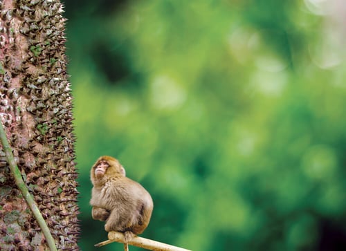 Top 10 dangerous (and sometimes deadly!) trees