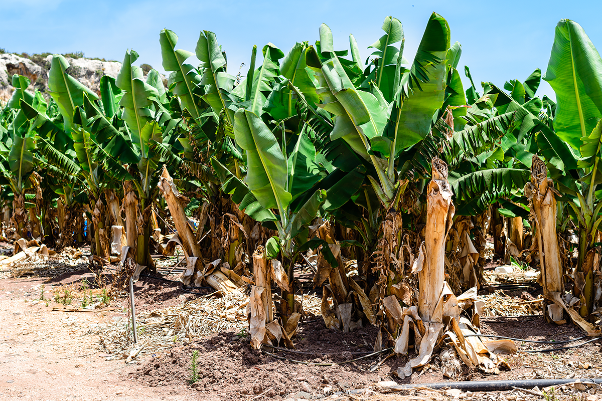Benin's agroforestry efforts to combat deforestation