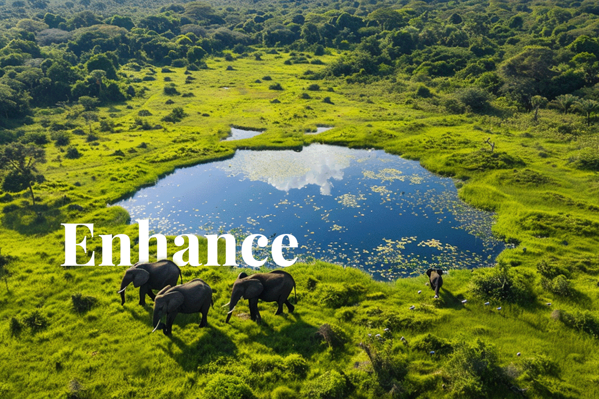 Building trust: steps to enhance Africa's biodiversity credit market