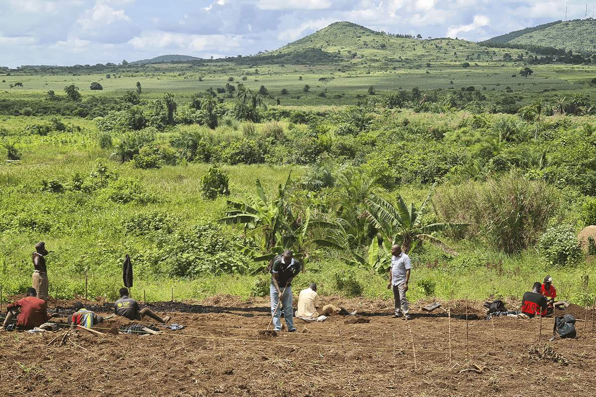 How the reforestation project in Uganda benefits the Bulindi chimpanzees