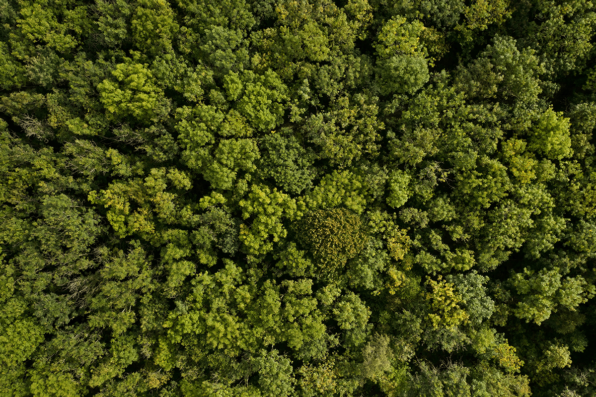 Green Earth | All you need to know about carbon credits