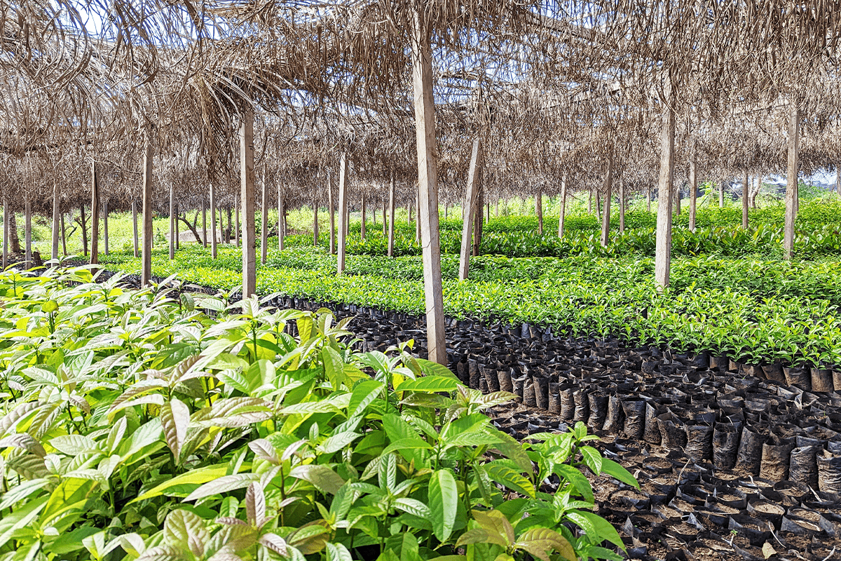 Green Earth | All you need to know about carbon credits