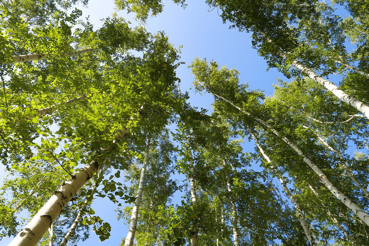 Green Earth | Clean air and understanding the causes of air pollution