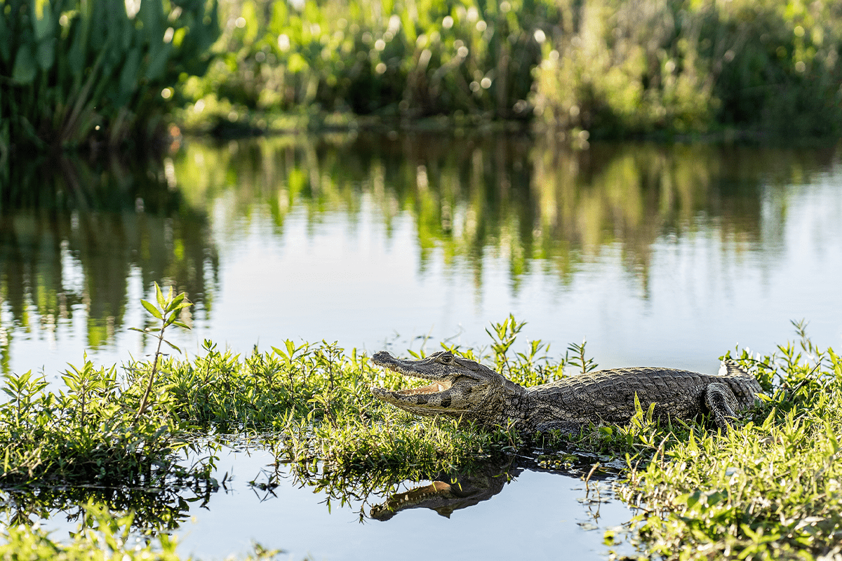 Green Earth | How to combat desertification