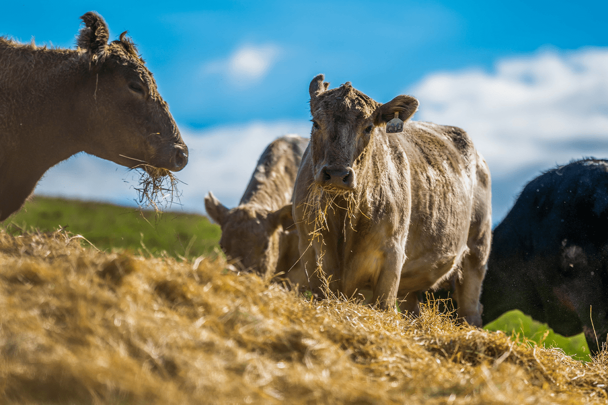 Green Earth | How to combat desertification