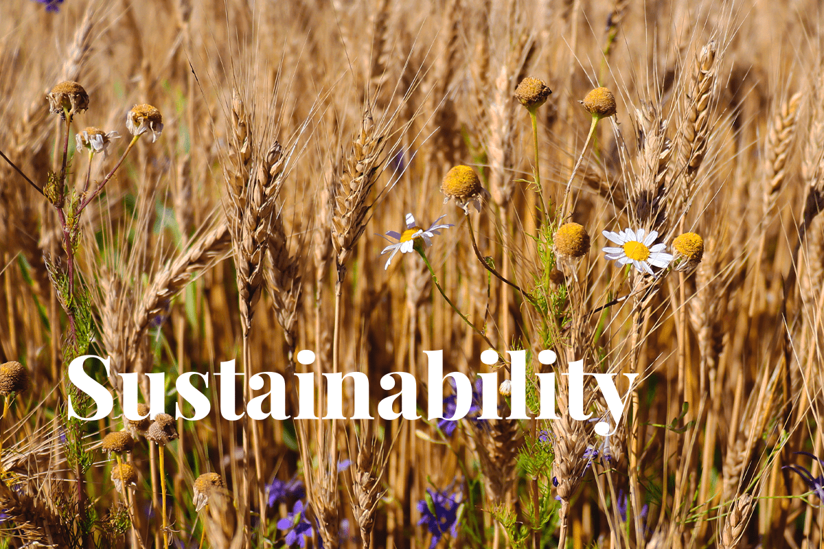 Cultivating the future: How regenerative agriculture is transforming ...