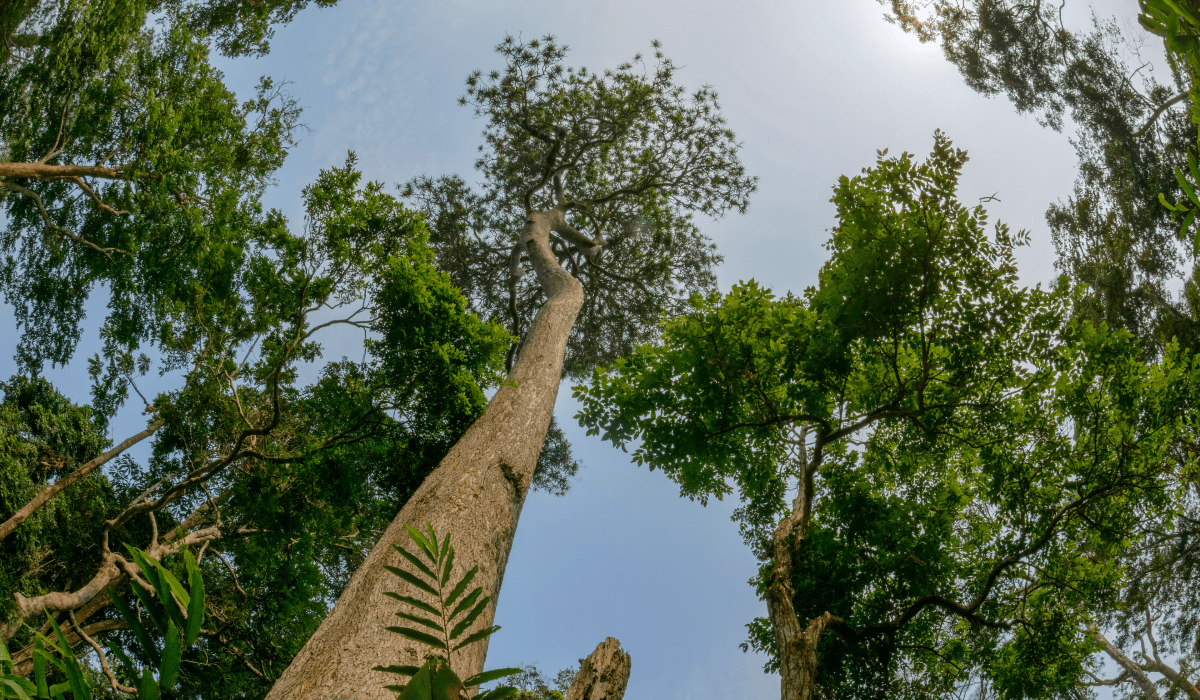 Green Earth | DRC Reforestation Project, Democratic Republic of the ...