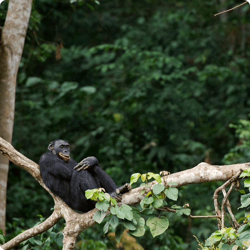 Green Earth | DRC Reforestation Project, Democratic Republic of the ...