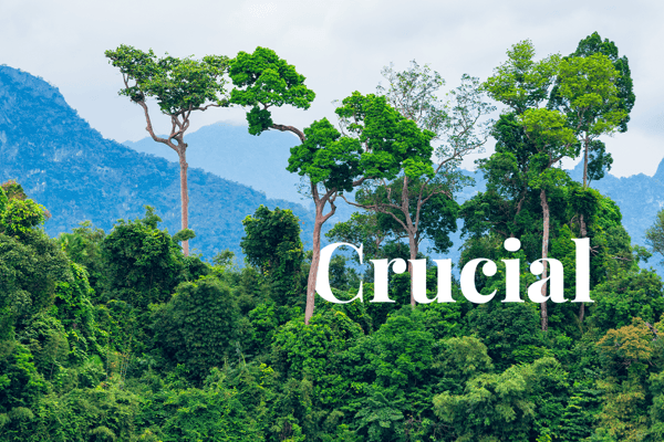 Deforestation in the Amazon Rainforest: causes, effects, solutions