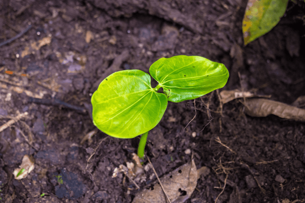 Deforestation in the Amazon Rainforest: causes, effects, solutions