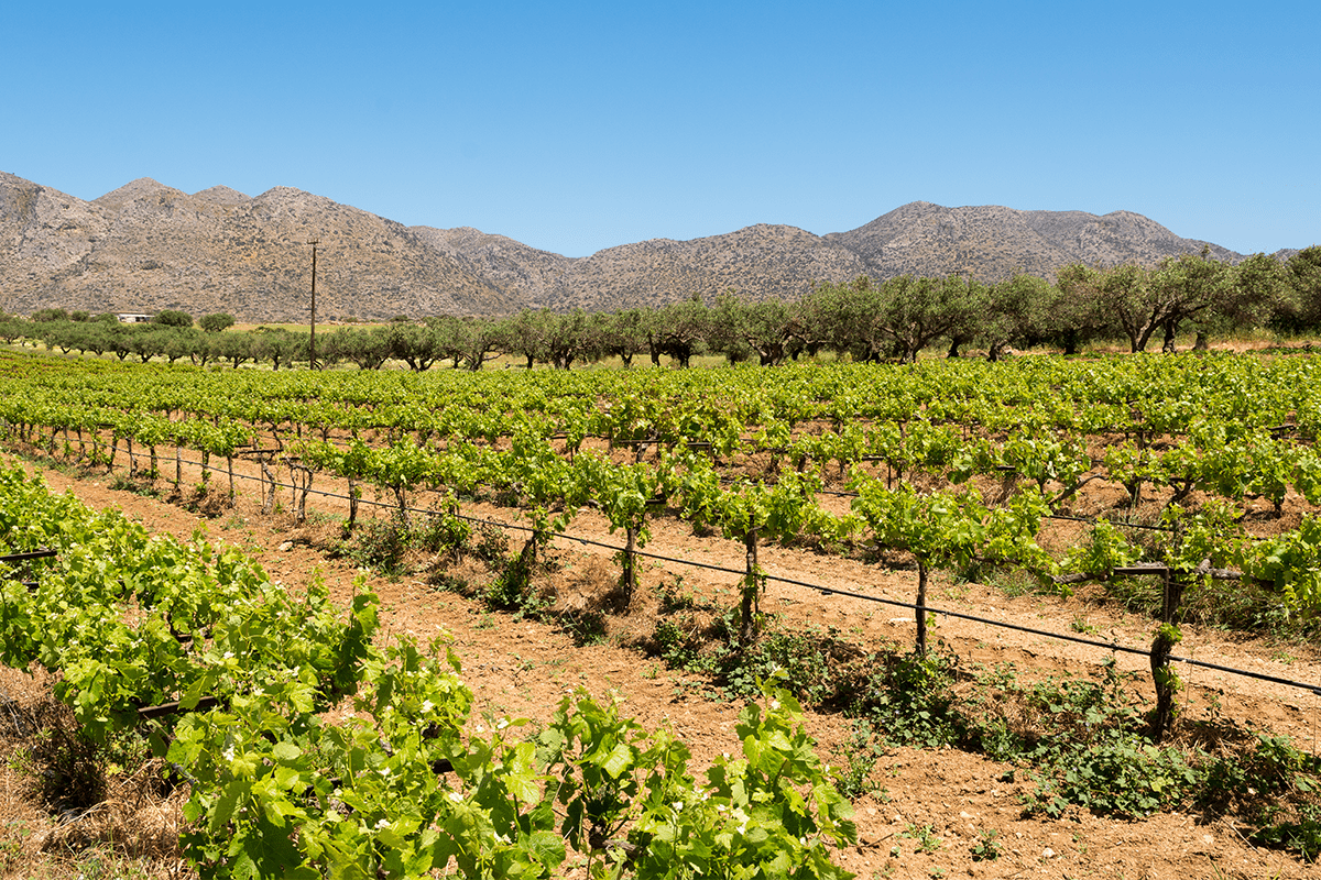 Dry farming: growing crops without irrigation