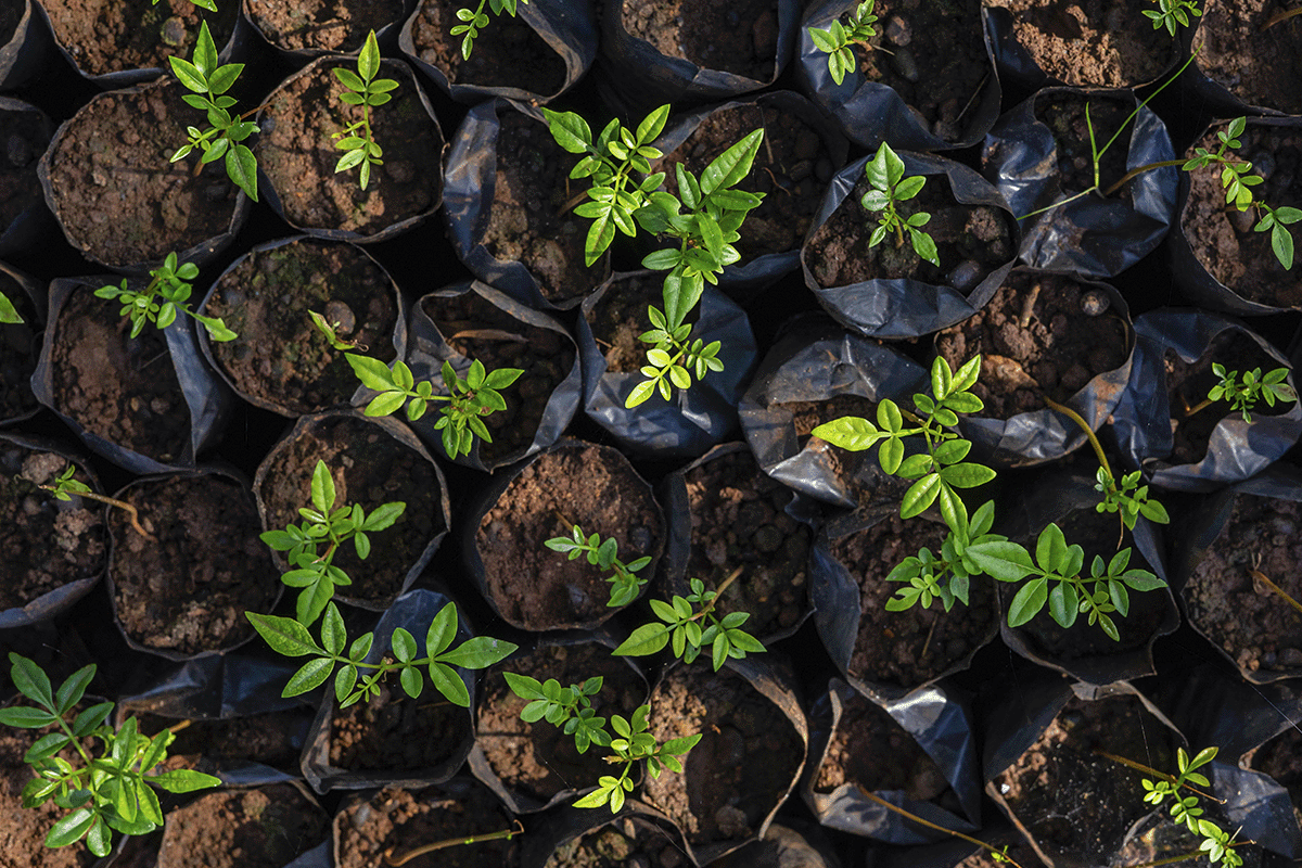 Every tree counts: monitoring the Hongera Reforestation Project