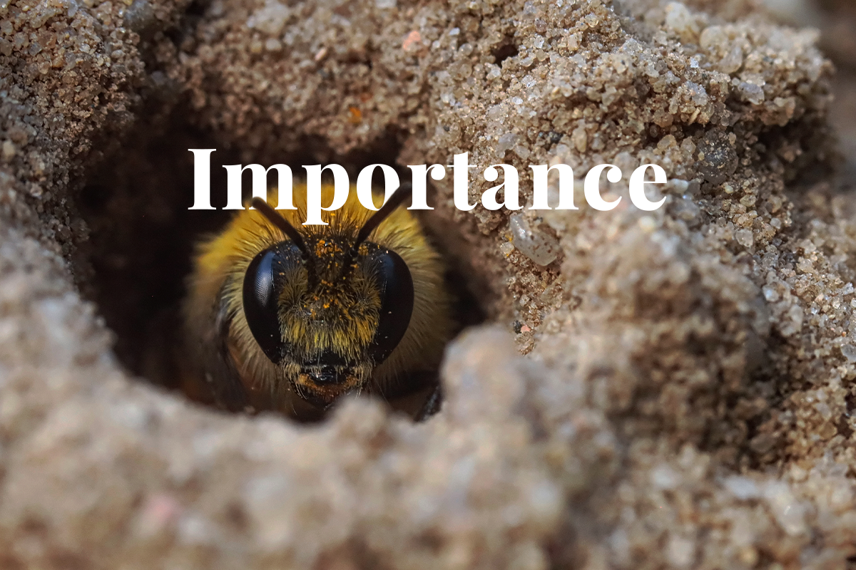 Evidence for the importance of biodiversity in the wild bee population