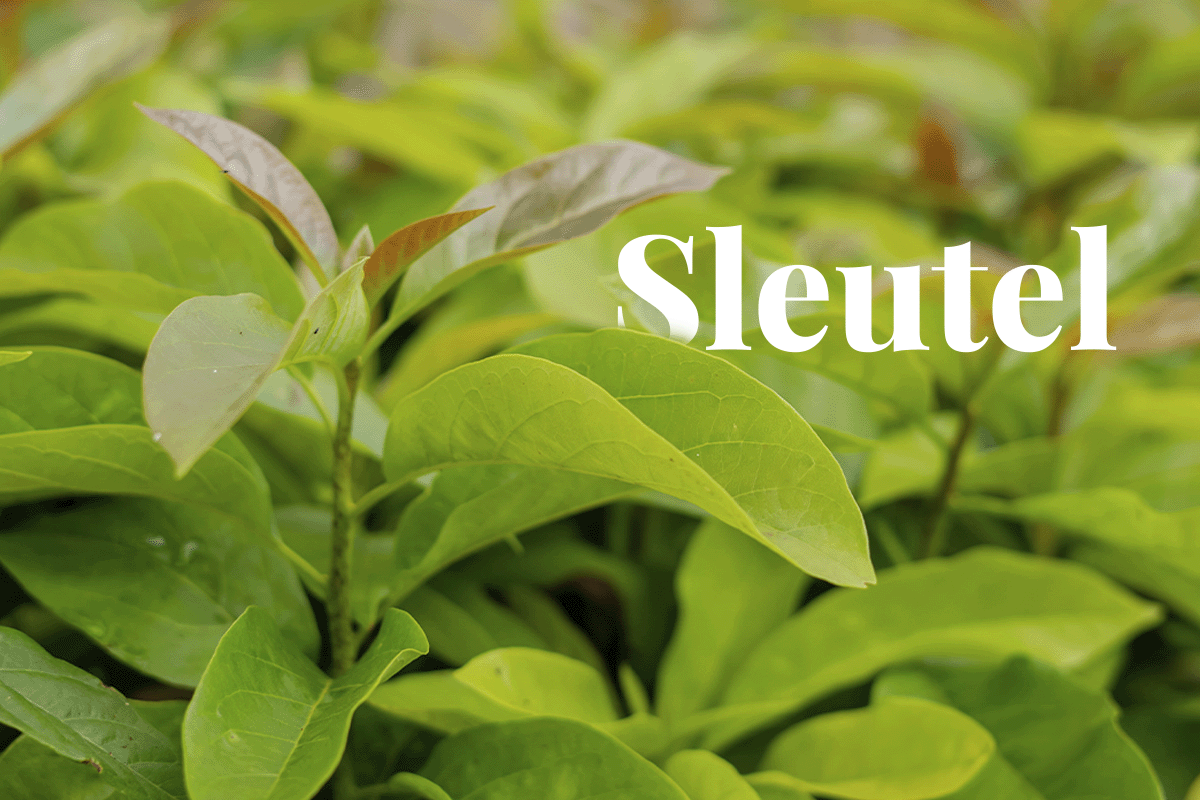 De onderling verbonden wereld van CO₂: verkenning van de belangrijkste ...