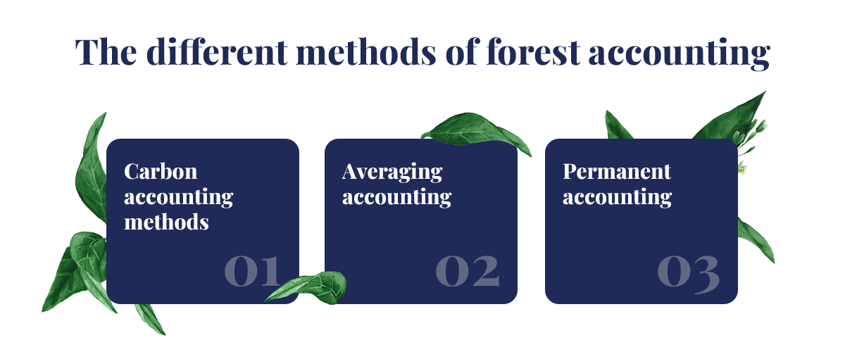 Forest accounting: What is it, and what are the methods?