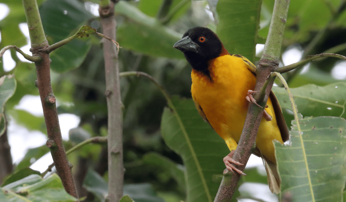 Green Earth | Greenzone Reforestation project, Cameroon