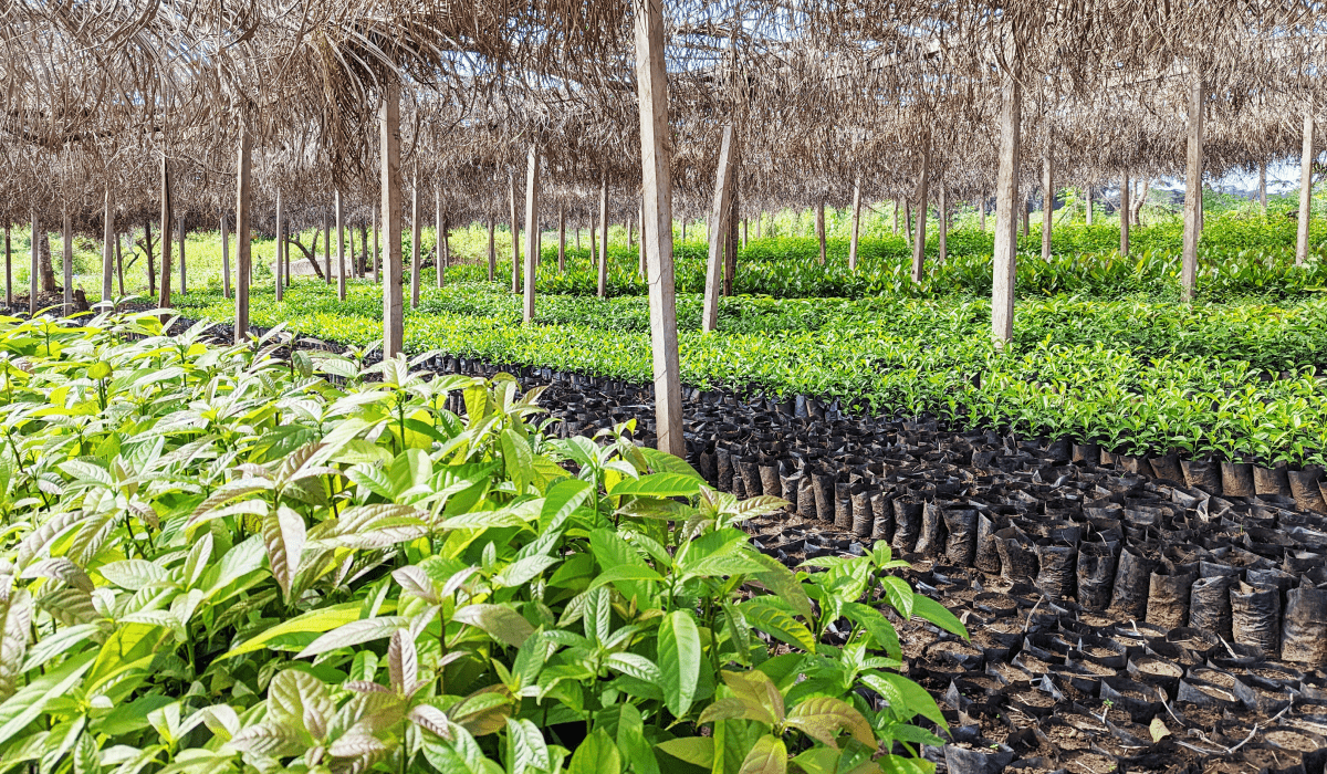 Green Earth | Greenzone Reforestation project, Cameroon